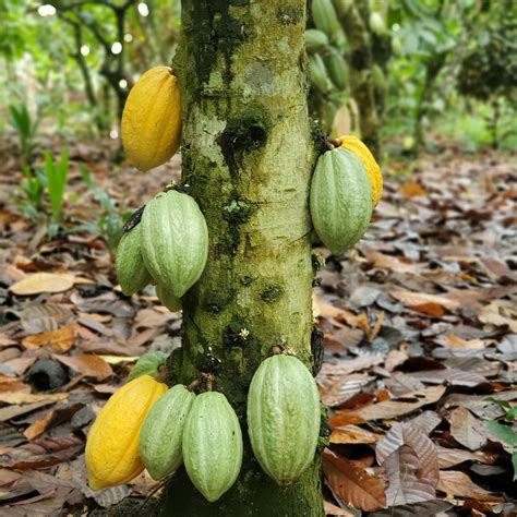 Cocoa Pod Maturity Stages Dataset Kaggle