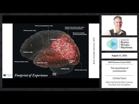 Free Video The Neural Basis Of Consciousness From Mitcbmm Class Central