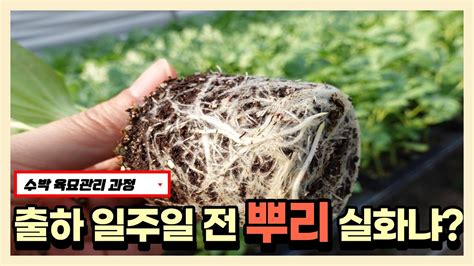 수박 육묘과정 어떻게 했길래 뿌리가 이렇게 육묘 과정과 노하우에 대해 들어보자 Youtube