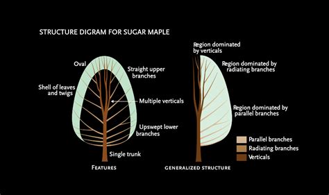 Tree Branches Sugar Maple Northern Forest Atlas