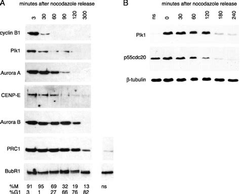 The Disappearance Of Mitotic Regulators At Exit From Mitosis Is Not