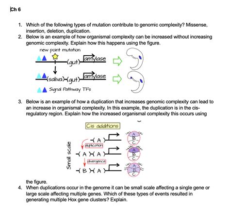 Solved Ch 6Which Of The Following Types Of Mutation Chegg Com