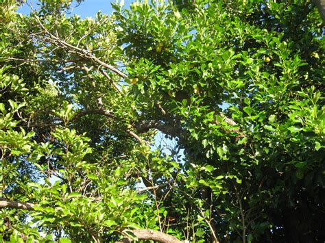 Nz Small Trees The Trees And Flowers Of Whangarei