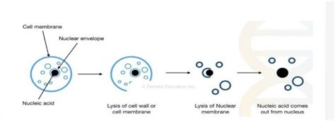 Dna Extraction Procedure Applied Forensic Research Sciences