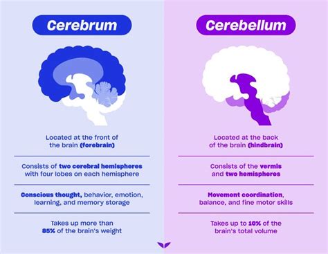 Cerebrum Vs Cerebellum Explained Brain Boosting Tips Neuropsychology General Biology