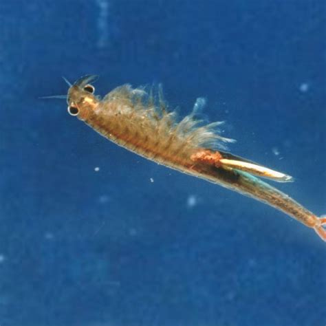 Midvalley Fairy Shrimp The Natomas Basin Conservancy