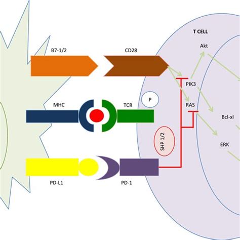 A Interaction With Antigen Presenting Cell Apc And T Cell Via Major