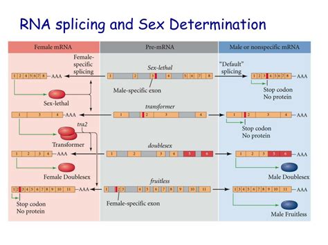 Ppt Sex Determination Powerpoint Presentation Free Download Id2095001