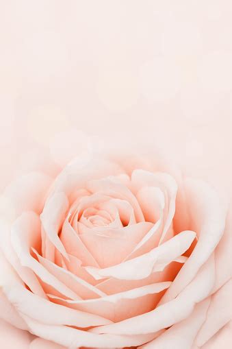 화이트 핑크 로즈 플라워 섬세한 매크로 꽃잎 크림 파스텔 컬러 미적 꽃 배경을 클로즈업 신선한 부드러운 꽃 장미 축하 또는 벽지에 대한 폰 부드러운 초점 자연 꽃 0명에