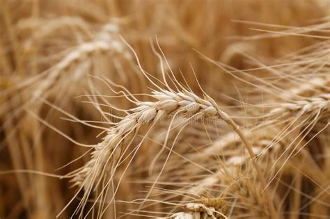Ripe Wheat Spikes In Agricultural Field Closeup Stock Image Image Of Cereal Golden 260735839