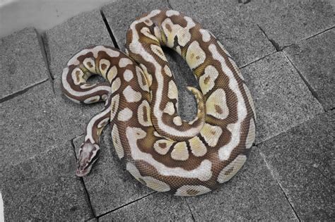 Desert Lesser Ball Python