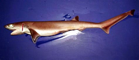 Artes De Pesca Heptranchias
