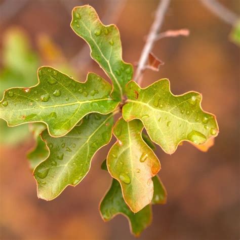 Resilient Native Plants That Suit Southern New Jersey Houseplant Alley
