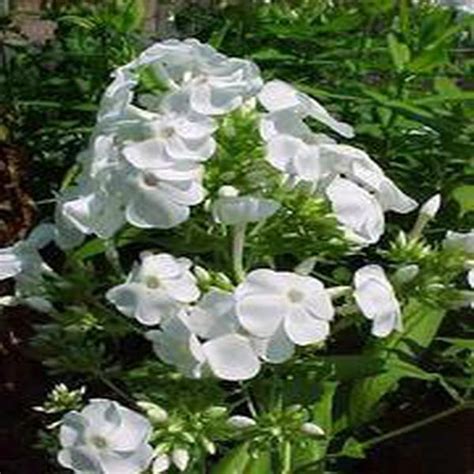 Phlox Paniculata David百度百科