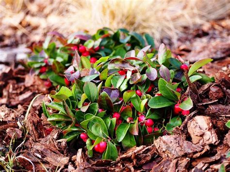 Growing Wintergreen Plants Learn How To Care For Wintergreen In The Garden