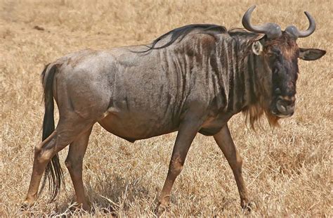 Gnu Wallpapers Technology Hq Gnu Pictures 4k Wallpapers 2019