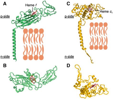 High Potential Electron Acceptor Of Cytochrome Bc Complexes Cyt F Of Download Scientific