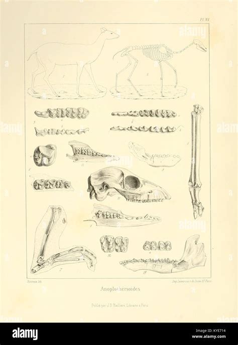 This Plate From Traité De Paléontologie Pl Xv Illustrates Fossil