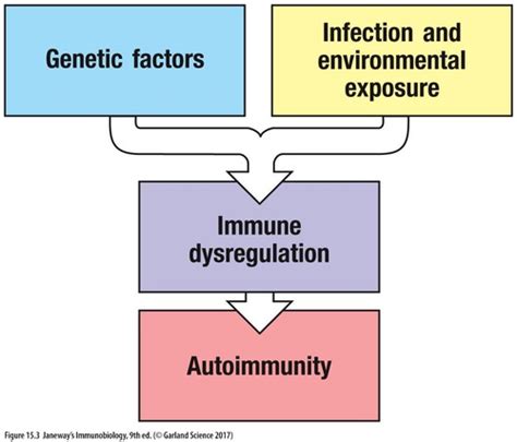 Understanding Autoimmunity and Its Mechanisms Flashcards | Quizlet