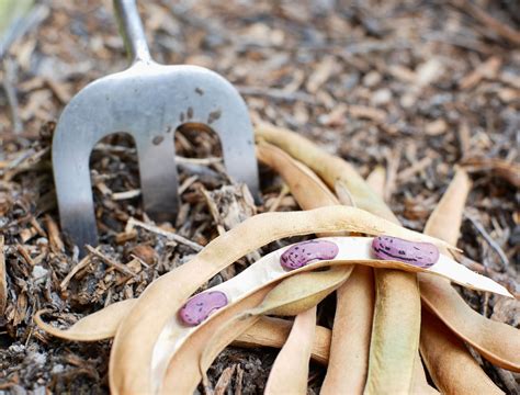 7 Tips For Growing Pinto Beans Planting And Care Guide