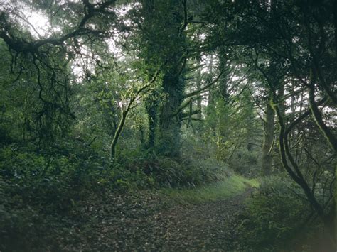 Valemon The Bear — Adam Loften