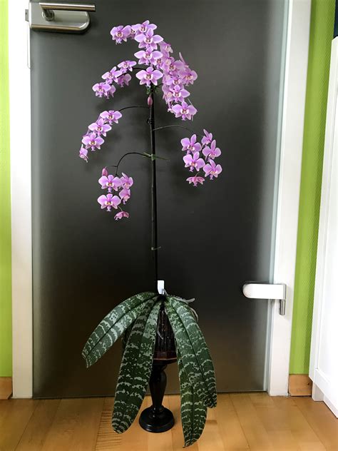 RE: Phal. schilleriana - 20