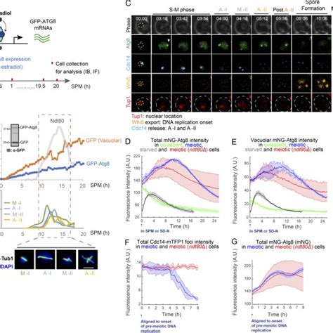 Meiosis Features A Unique Temporal Pattern Of Autophagy A Schematic Download Scientific