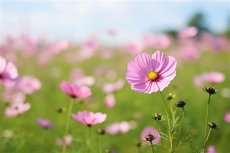 코스모스 꽃밭 코스모스 꽃 가을 시즌 이미지 고화질 사진 사진 배경 일러스트 및 사진 무료 다운로드 Pngtree
