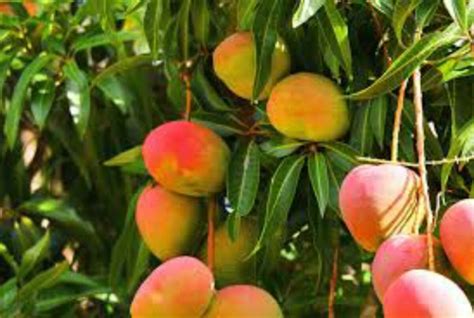Mango Petacon Planta Manera Indica Injertada 1 Mercadolibre