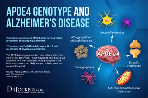 Apoe4 Gene And Your Risk Of Alzheimers
