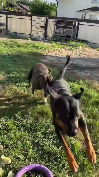 Ротвейлер Дарви и питбуль Тайфун Игры собак всегда здорово 😂🤪🦮