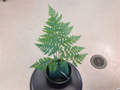 How To Make A Symmetrical Triangle Arrangement B C Guides