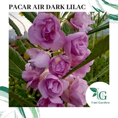 Jual 25 Biji Benih Bunga Pacar Air Tumpuk Dark Lilac Ungu Muda Impatiens Rose Balsamina Shopee
