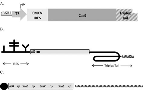 Single Step Production Of Cas9 Mrna For Zygote Injection Pmc