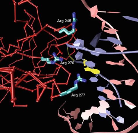 8 Protein Dna Complex Of The Dna Binding Domain Of P53 Pdb 2geq Side