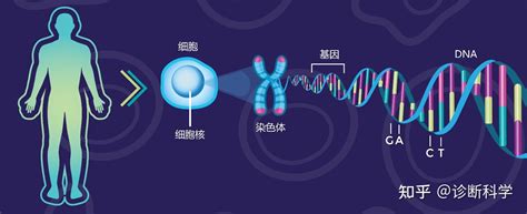 技术 一文了解细胞疗法和基因疗法 知乎