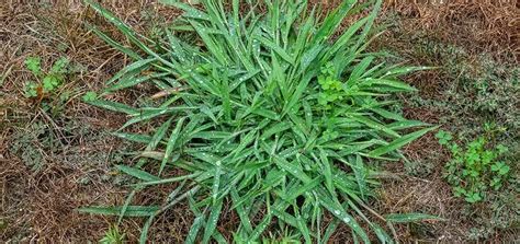 The 10 Most Common Florida Weeds Picture Identification Assuregreen