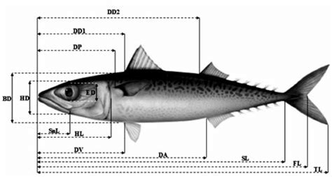 Scomber Colias Schematic Drawing Body With Measured Dimensions 1