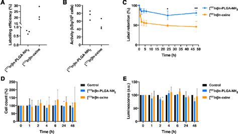 Monocyte Derived Dendritic Cell Modc Labeling And Retention Of