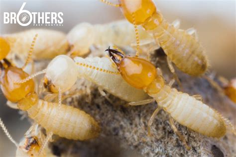 Termite Vs Ant Infestation Key Signs You Shouldnt Ignore