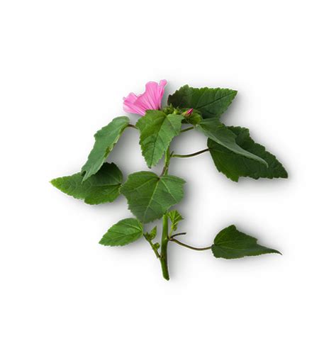 Marshmallow Soothing Benefits For The Skin And Hair Lush