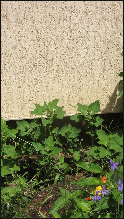 Lumea Văzută Din Turda Spanac Salbatic Chenopodium Album