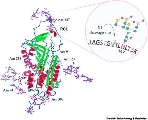 What Is A Globulin Gap At Caleb Aitken Blog