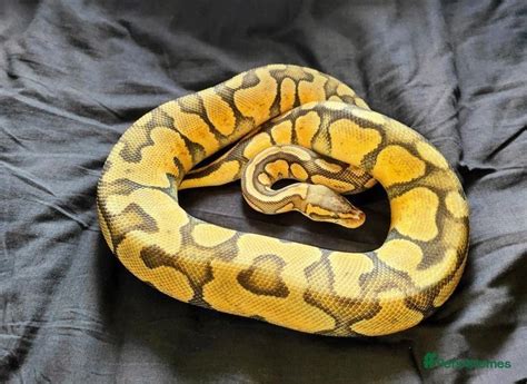 Royal Python Morphs Available For Sale In Stafford Pets4homes