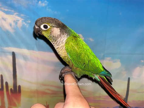 Green Cheeked Conure For Sale