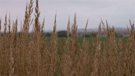 How To Plant Grow And Care For Indian Grass Complete Guide