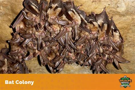 Predators Of Bats Aaac Wildlife Removal Of San Antonio