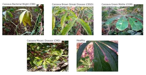 Cassava Leaf Disease Classification With Deep Learning Part I By