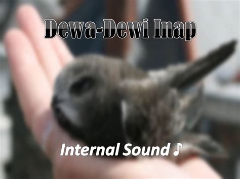 Swiftlet Sound Hy Walet Enterprise Swiftlet Sound Hy Walet Enterprise