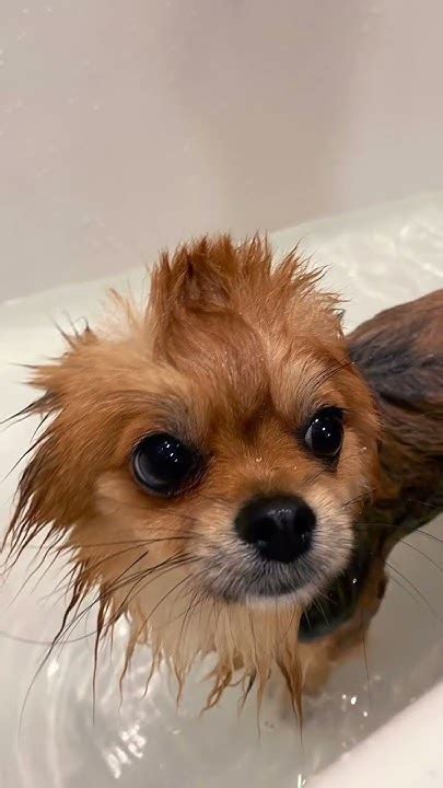 Bath Time Lol Youtube